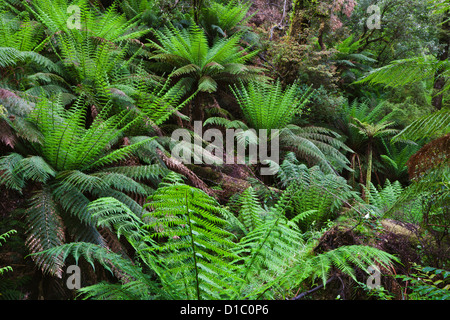 Tree Fern in Melba Gully, Great Otway National Park, Victoria ...