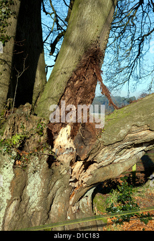 A beech tree that has fallen due to being rotten Stock Photo - Alamy