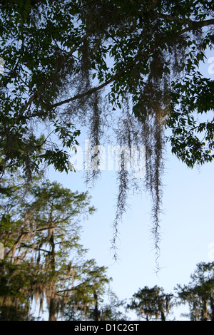Spanish moss hanging from cypress trees in a Louisiana bayou swamp ...