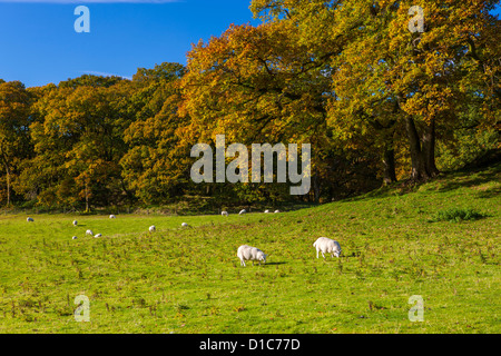 Sheep grazing, Peel Near Wood in the Lake District National Park Stock ...