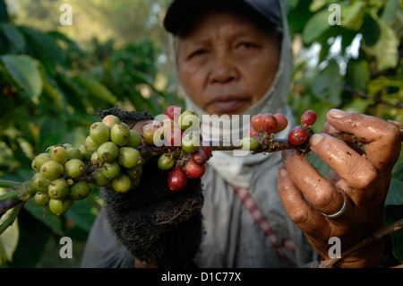 Coffee Workers, Indonesia Stock Photo - Alamy