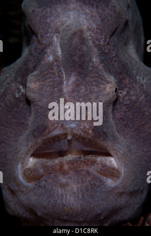 The face of a frogfish filling up the entire frame. A Giant Frogfish ...