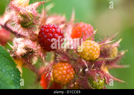 Close up of Japanese Wineberry Wineberries plant asian raspberry in ...
