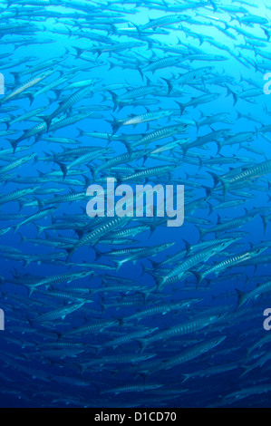 Bacan Island, North Maluku, Indonesia - February 20, 2023 : Inside view ...