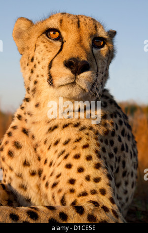 Portrait of a Cheetah at the Naankuse Wildlife Sanctuary, Namibia ...