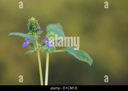 Salvia Hispanica . Chia flower Stock Photo - Alamy