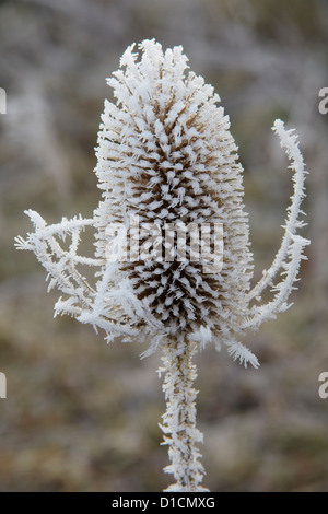 winter teasel in the countryside Stock Photo - Alamy