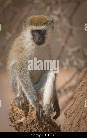 Close-up portrait of a vervet monkey in the African wilderness Stock ...