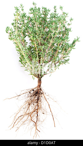 Fresh green thyme isolated on white background Stock Photo - Alamy