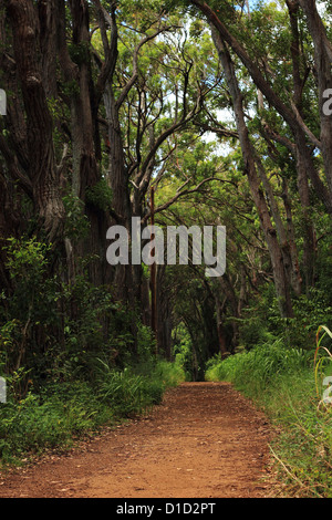 Woodland Archway Trees Pathway Trail Stock Photo - Alamy