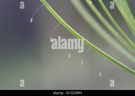 stalked eggs of lacewing insect Stock Photo - Alamy