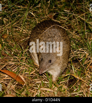 Australian bandicoot, a nocturnal animal, at Wallingat National Park ...