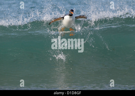 Gentoo Penguin riding a wave Stock Photo - Alamy