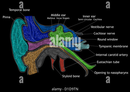 the internal structure of the human ear Stock Photo - Alamy