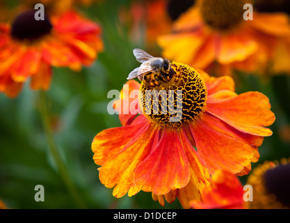 Sahin's Early Flowerer (Helenium) with honey bees feeding at The Royal ...