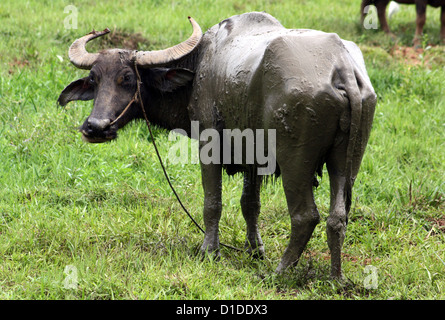 Carabao are typically associated with farmers, being the farm animal of ...