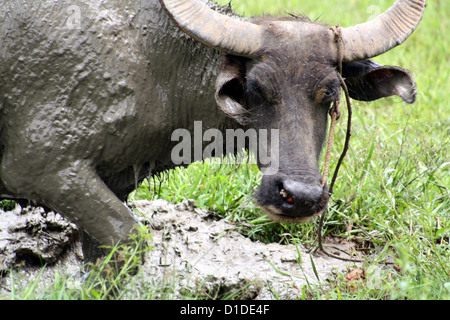 Carabao are typically associated with farmers, being the farm animal of ...