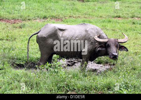 Carabao are typically associated with farmers, being the farm animal of ...