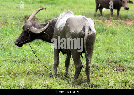 Carabao are typically associated with farmers, being the farm animal of ...
