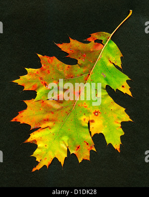Bright red autumn leaf on ground Stock Photo - Alamy