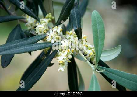 Close-up of branch of blooming olive tree with white flowers with blue ...