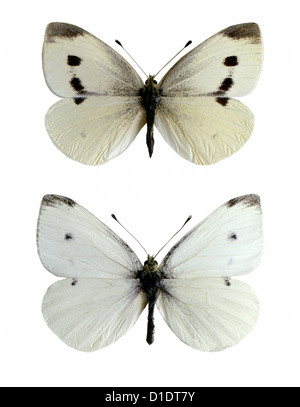Male Small White (Pieris rapae Stock Photo - Alamy