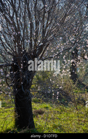 Backlight Almond Tree in Blossom, Dehesa de la Villa Park, Madrid ...