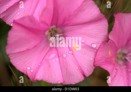 Close up of wild pink bindweed flower. Beautiful wild flower growing on ...