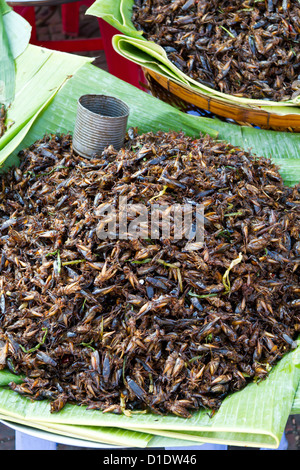 Cambodia fried cockroach Stock Photo - Alamy
