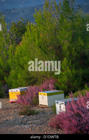 Bee hives between clumps of heather Stock Photo - Alamy