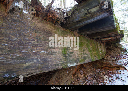 Side view of a decaying timber bridge along the abandoned Boston and ...