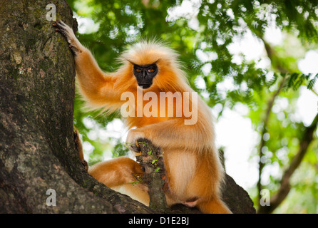 Gee's golden langur sitting in a tree in Assam, north east India Stock ...