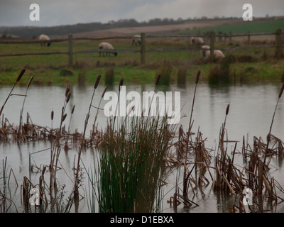 Bulrushes in an English pond Stock Photo - Alamy