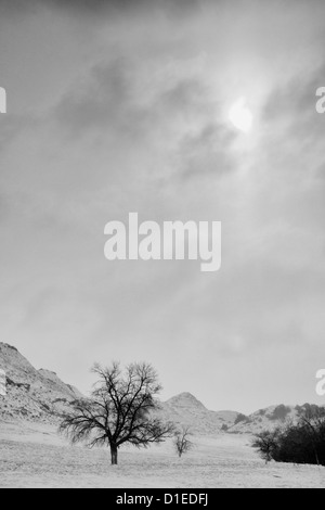 Lone tree in grasslands at Theodore Roosevelt National Park North ...