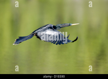 Venice bird rockery, Venice, Florida, USA Stock Photo - Alamy