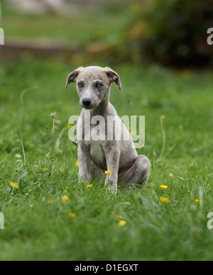 Cute whippet puppy sitting in her pink dog bed isolated on white ...