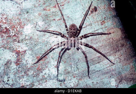 huntsman spider (Heteropoda sp.) female with cocoon Stock Photo - Alamy