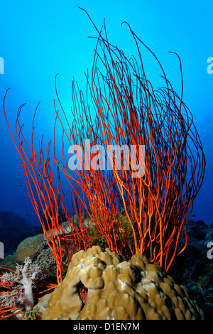 Red Sea Whip Coral, Ellisella ceratophyta, Triton Bay, West Papua ...