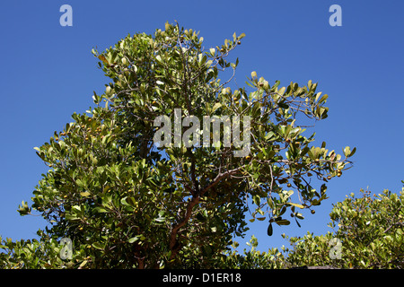 Tapia tree, Uapaca bojeri, Isalo, Madagascar Stock Photo - Alamy