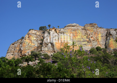 Tapia tree, Isalo National Park, Madagascar Stock Photo - Alamy