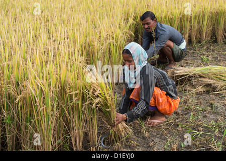 Indian man cutting rice plants with a sickle at harvest time. Andhra ...
