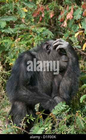 African Chimpanzee Hiding His Face Stock Photo - Alamy