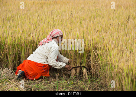 Indian women cutting rice plants with a sickle at harvest time. Andhra ...