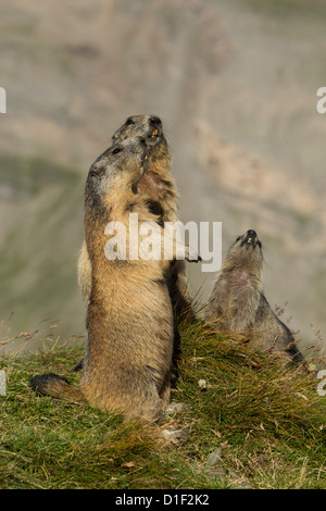 three marmots in grass Stock Photo - Alamy