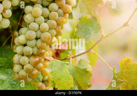 Green grapes on vine over grape leaves bright background Stock Photo ...