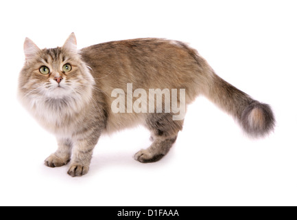 Brown tortoiseshell Siberian Cat Single adult sitting in a studio UK ...