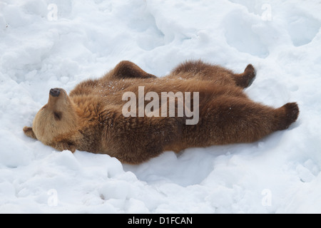 Bear enjoys the spring snow after waking up from his winter hibernation ...