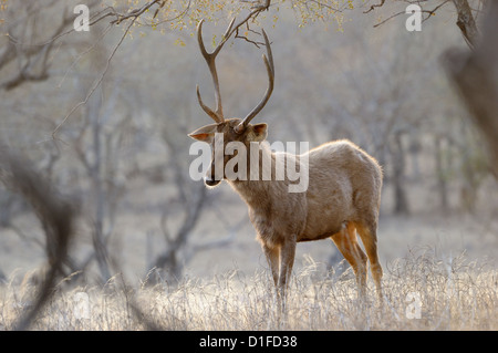 Sambar Deer scratching his antlers at tree Stock Photo - Alamy