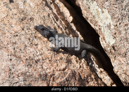 Cape Girdled Lizard (Cordylus cordylus Stock Photo - Alamy