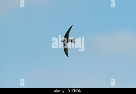 A common swift in flight blue sky, sunny day in springtime, Vienna ...